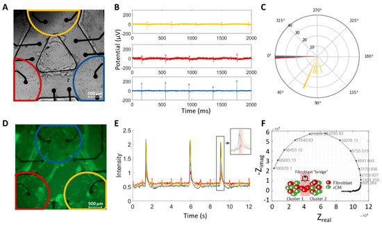 Cardiac Cell Patterning on Customized Microelectrode Arrays for ...