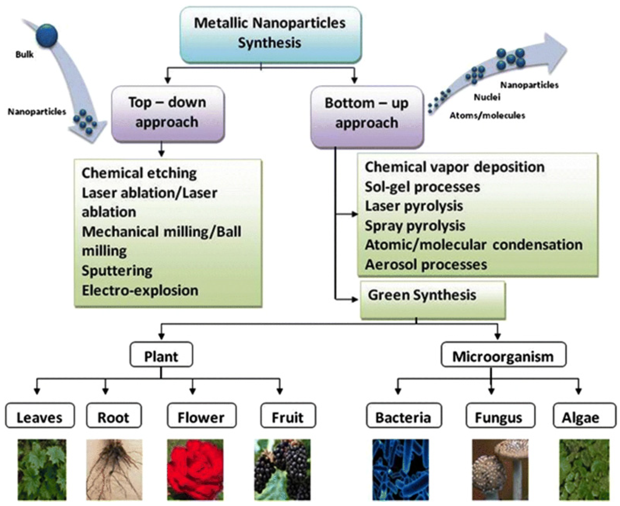 Biogenic Silver Nanoparticles: Synthesis and Application as ...