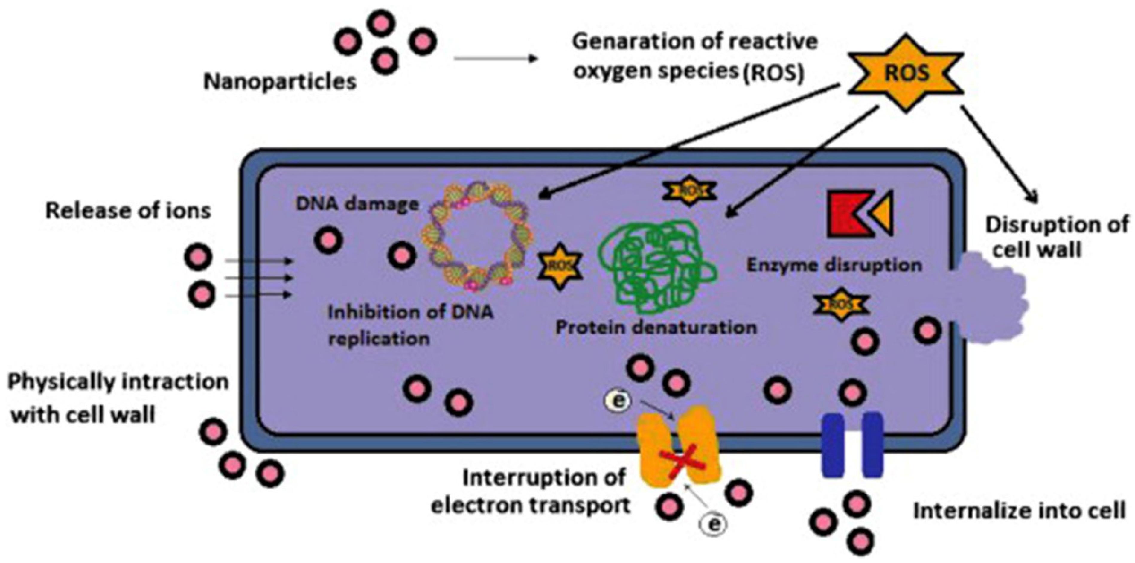 Biogenic Silver Nanoparticles: Synthesis and Application as ...