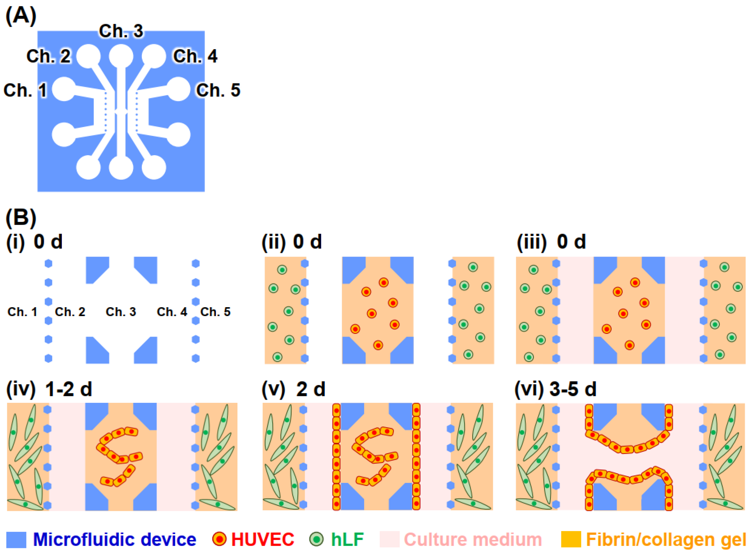 Ion Conductance-Based Perfusability Assay of Vascular Vessel Models in ...