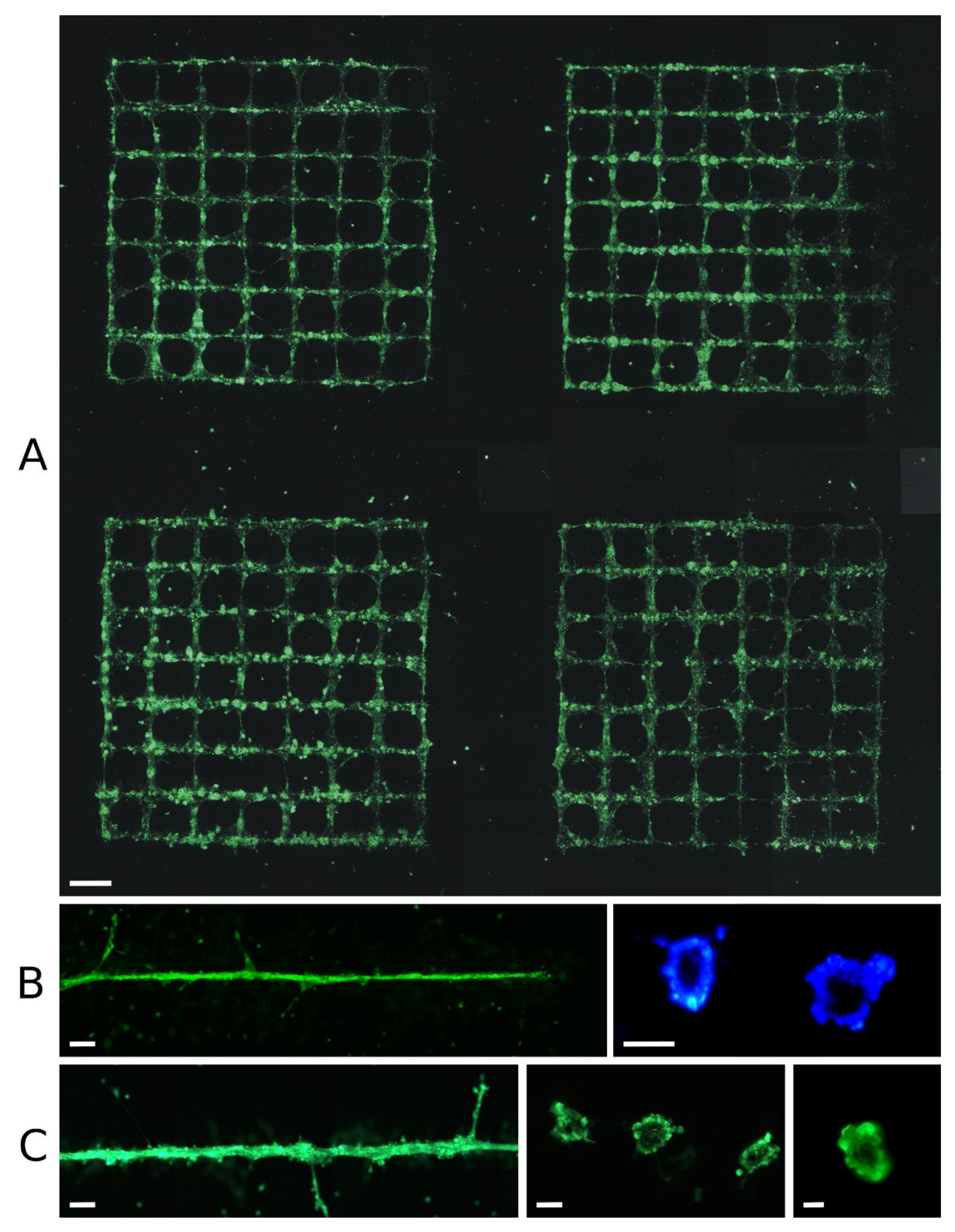 Capillary-like Formations of Endothelial Cells in Defined Patterns ...