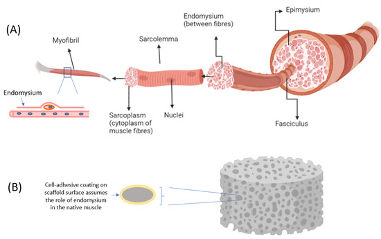 Micromachines | Free Full-Text | Systems for Muscle Cell ...