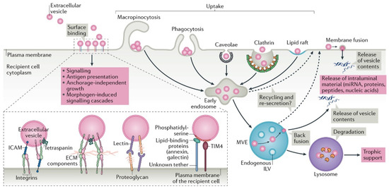 Microfluidic Approaches and Methods Enabling Extracellular Vesicle Isolation for Cancer Diagnostics