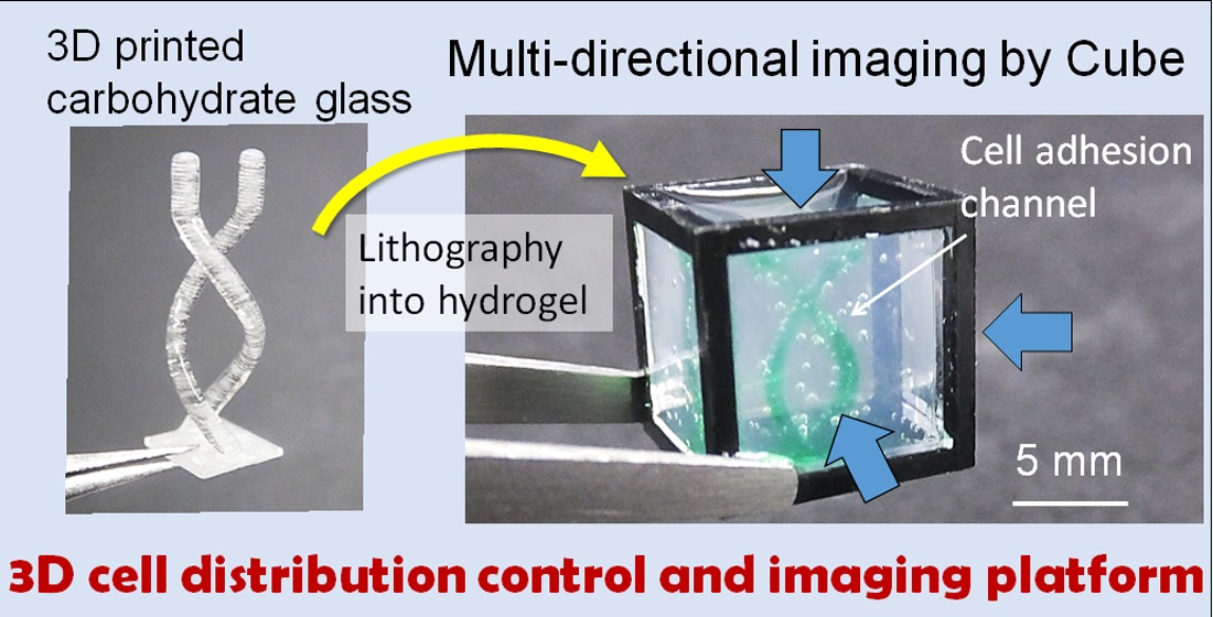 Micromachines | Free Full-Text | 3D Culture Platform for Enabling Large ...