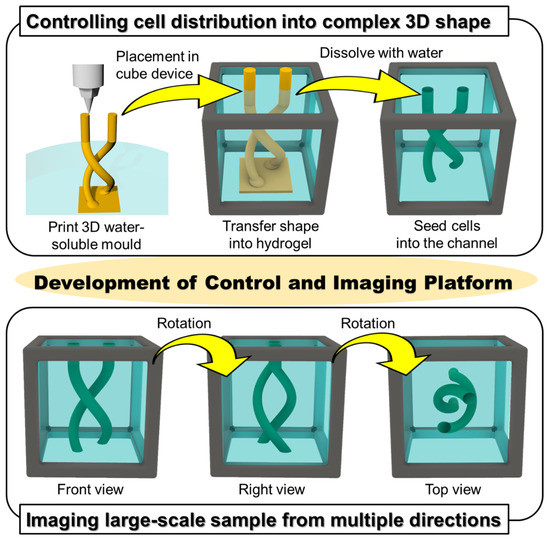 3D Culture Platform for Enabling Large-Scale Imaging and Control of ...