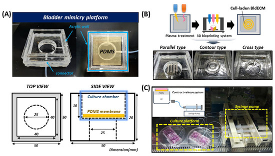 3D Bioprinting of an In Vitro Model of a Biomimetic Urinary Bladder ...