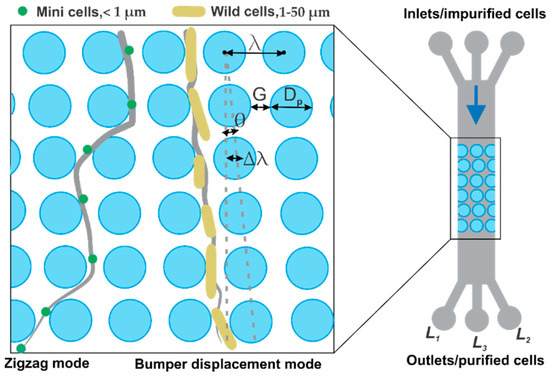Deterministic Lateral Displacement Microfluidic Chip for Minicell Purification