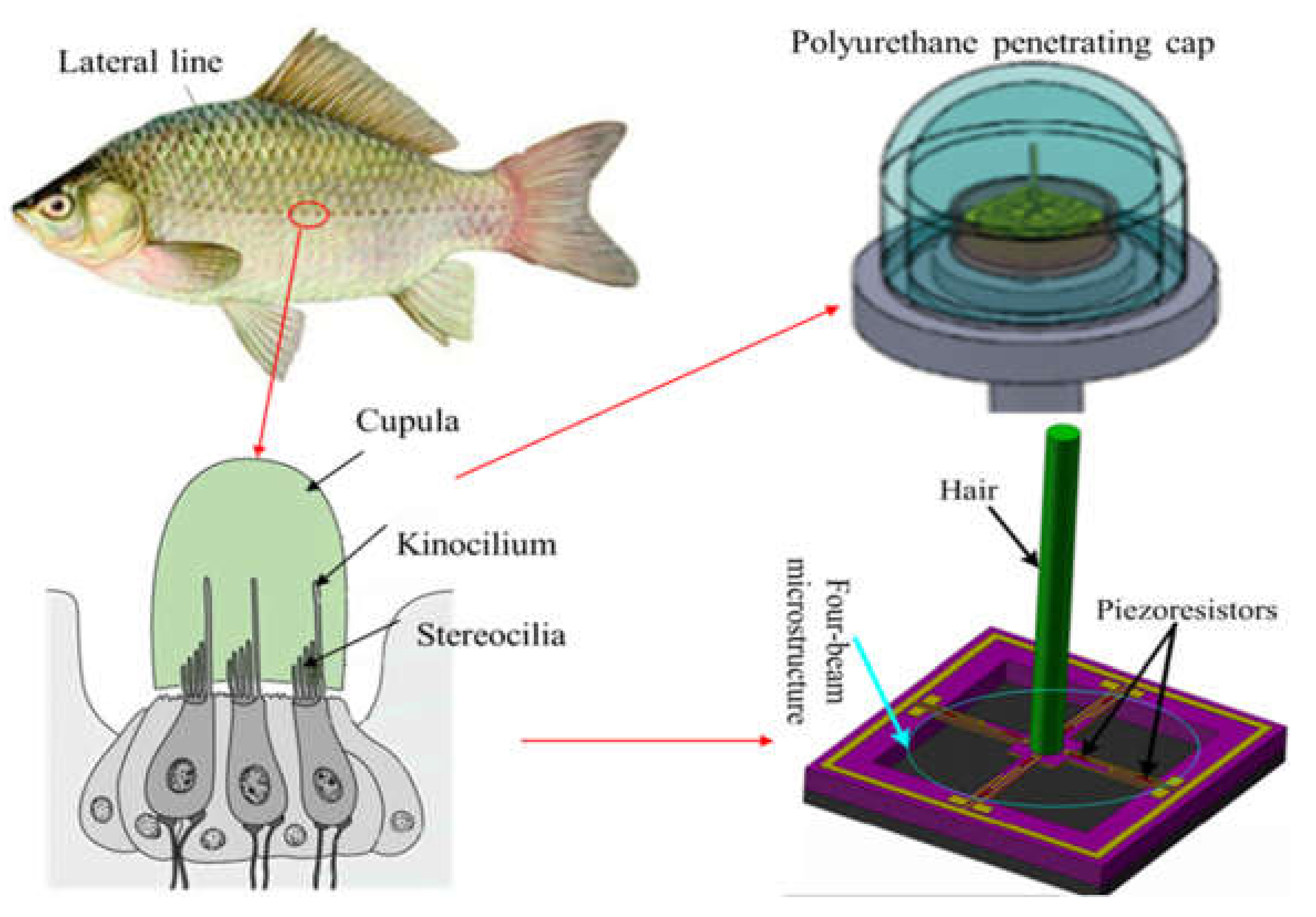 Dimension Reduction Localization Algorithm of Mixed Sources Based on MEMS Vector Hydrophone Array