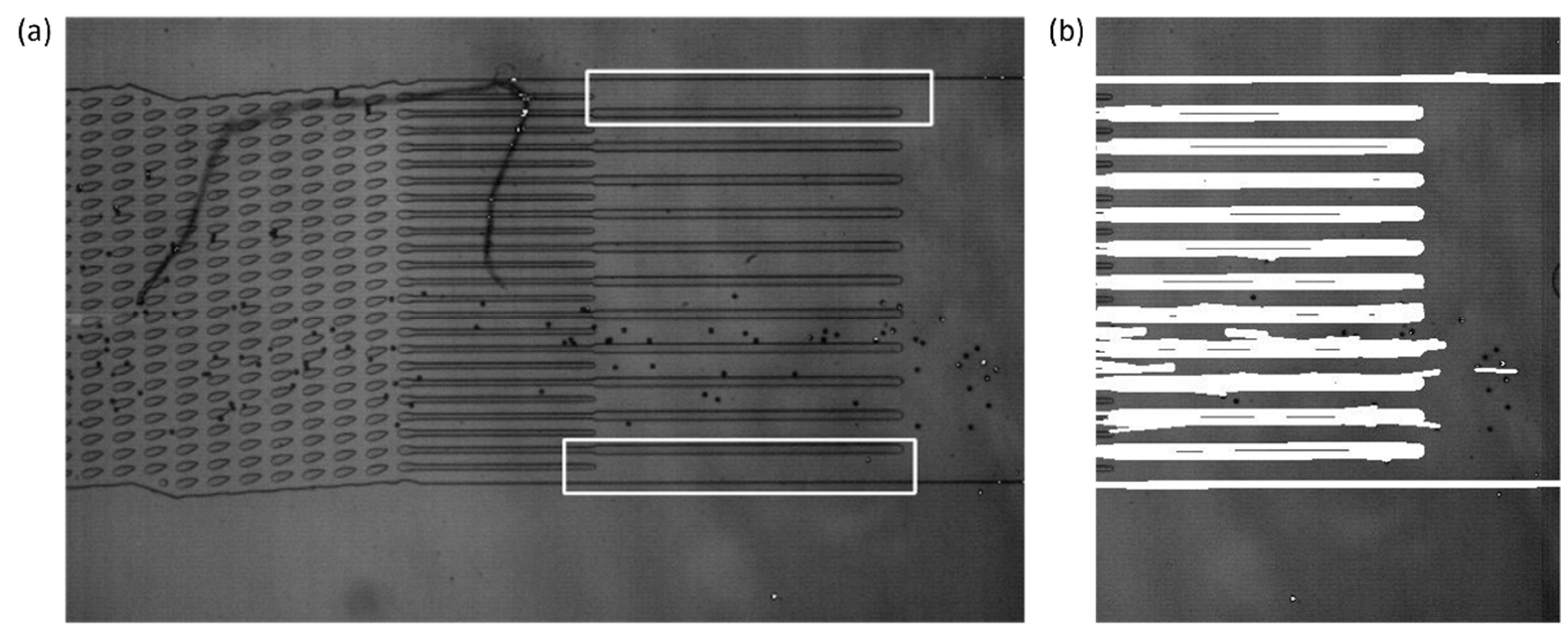 Deterministic Lateral Displacement (DLD) Analysis Tool Utilizing Machine Learning towards High ...