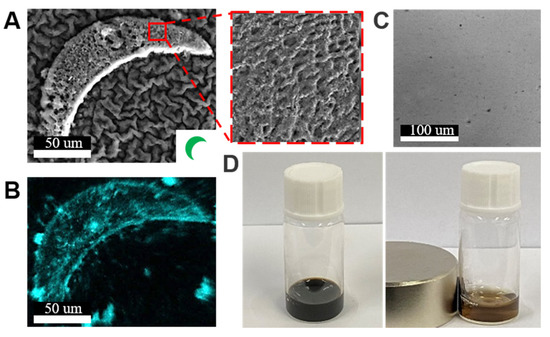 Stop-Flow Lithography for the Continuous Production of Degradable ...