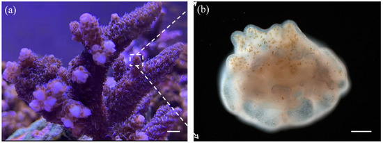 Design and Modeling of a Microfluidic Coral Polyps Culture Chip with ...