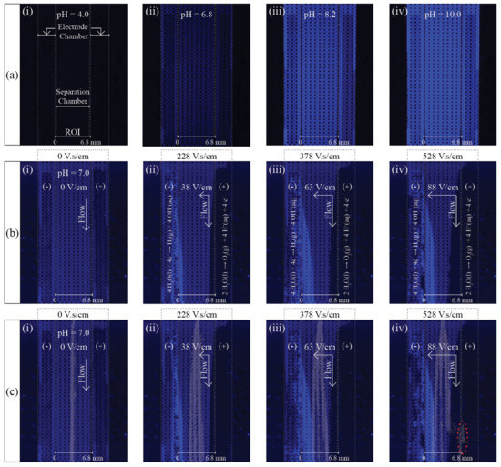 Fluorescence Imaging Characterization of the Separation Process in a ...