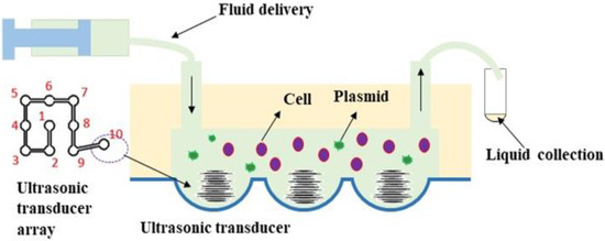 A Microfluidic System of Gene Transfer by Ultrasound
