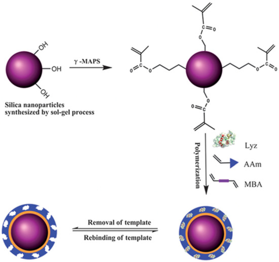 Molecularly Imprinted Polymer-Coated Inorganic Nanoparticles: Fabrication and Biomedical ...
