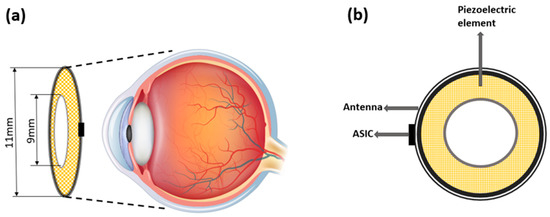 Design and Simulation of a Ring Transducer Array for Ultrasound Retinal ...