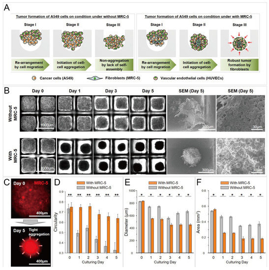 Fabrication of Concave Microwells and Their Applications in Micro ...