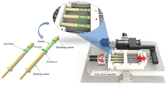 Development of a Three-Dimensional Nerve Stretch Growth Device towards ...