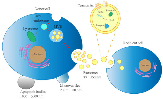 Microfluidic Technology for the Isolation and Analysis of Exosomes