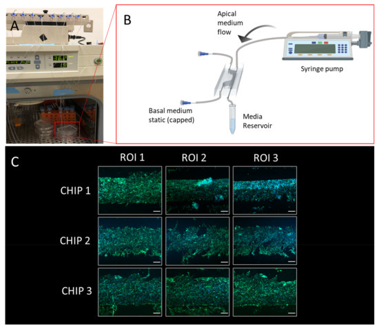 PDMS Organ-On-Chip Design and Fabrication: Strategies for Improving ...
