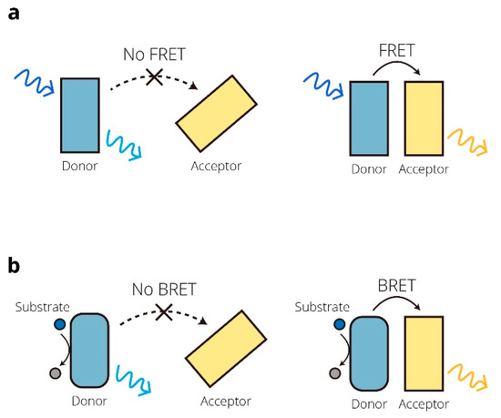 Developments in FRET- and BRET-Based Biosensors