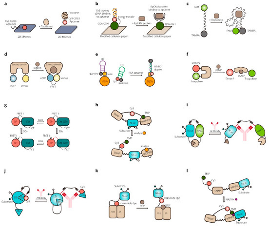 Developments in FRET- and BRET-Based Biosensors