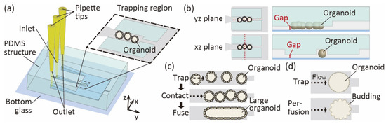 Microfluidic Device to Manipulate 3D Human Epithelial Cell-Derived ...