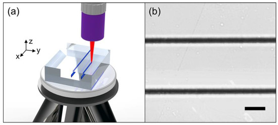 Femtosecond Laser Induced Lattice Deformation in KTN Crystal
