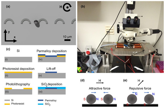 Controlled Transport of Magnetic Particles and Cells Using C-Shaped ...
