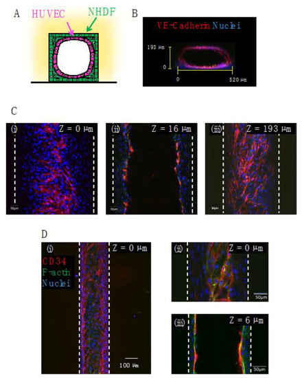 Micromachines | Free Full-Text | Fabrication of a Gelatin-Based ...