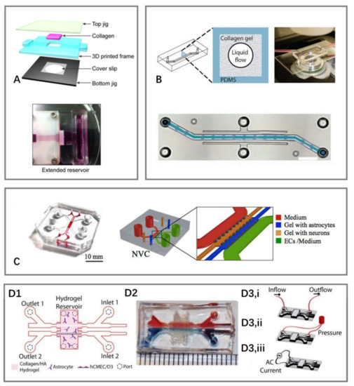 Advances in BBB on Chip and Application for Studying Reversible Opening ...