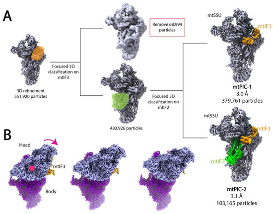 Exploring the Structural Variability of Dynamic Biological Complexes by Single-Particle Cryo ...