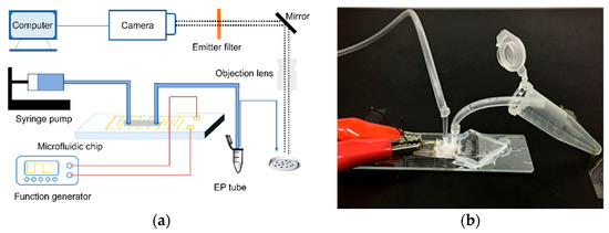 Electrolysis of Bacteria Based on Microfluidic Technology