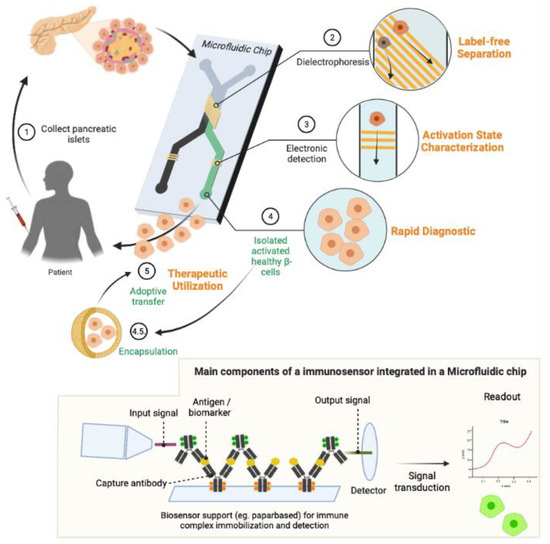 Type 1 Diabetes Mellitus: A Review on Advances and Challenges in ...