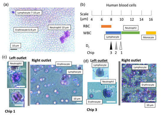 Blood Cell Separation Using Polypropylene-Based Microfluidic Devices Based on Deterministic ...