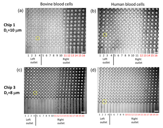 Blood Cell Separation Using Polypropylene-Based Microfluidic Devices Based on Deterministic ...