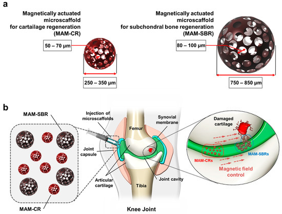Magnetically Actuated Microscaffold with Controllable Magnetization and ...
