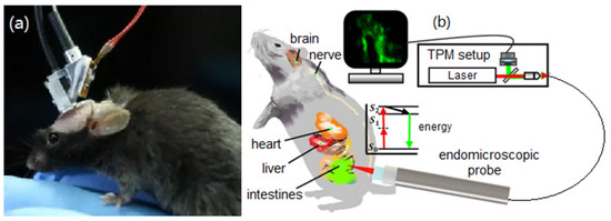 MEMS Enabled Miniature Two-Photon Microscopy for Biomedical Imaging