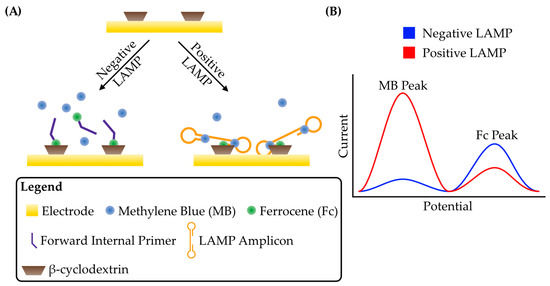 Strategies for the Voltammetric Detection of Loop-Mediated Isothermal ...