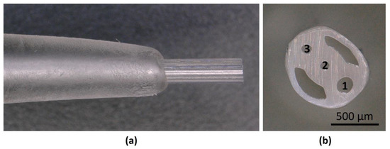 Influence of Aerosolization on Endothelial Cells for Efficient Cell ...