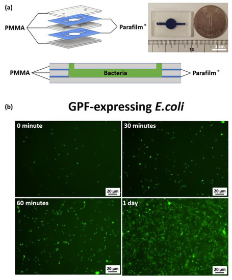 Rapid Prototyping of Multi-Functional and Biocompatible Parafilm®-Based Microfluidic Devices by ...