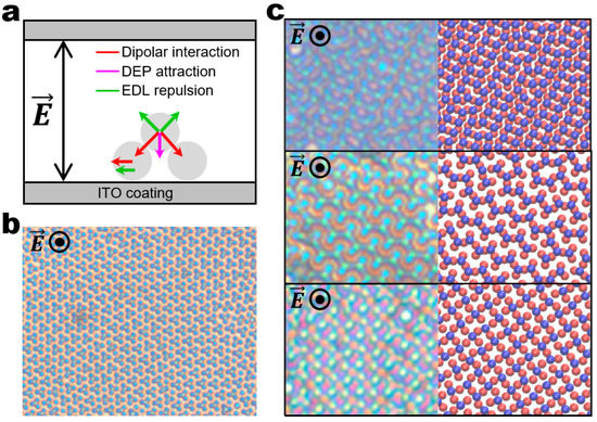 Micromachines | Free Full-Text | Electric and Magnetic Field-Driven Dynamic Structuring for ...