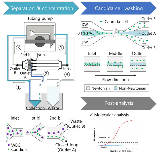 Separation and Washing of Candida Cells from White Blood Cells Using Viscoelastic Microfluidics