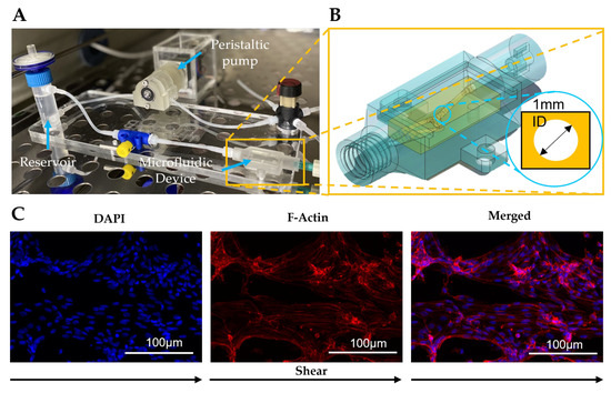 A User-Centric 3D-Printed Modular Peristaltic Pump for Microfluidic ...