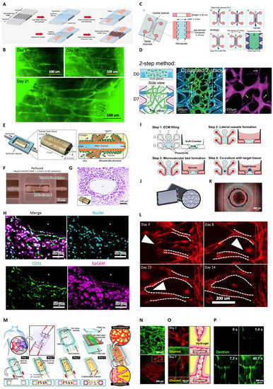 Engineered Vasculature for Cancer Research and Regenerative Medicine
