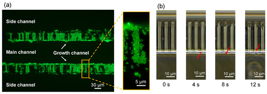 High-Efficiency Single-Cell Containment Microdevices Based on Fluid Control