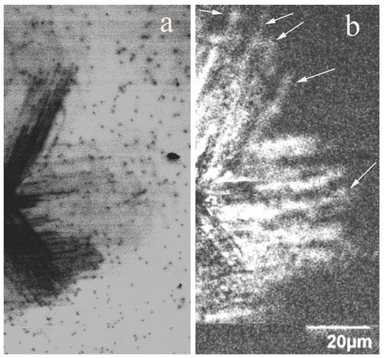 An Experimental Study of Dislocation Dynamics in GaN