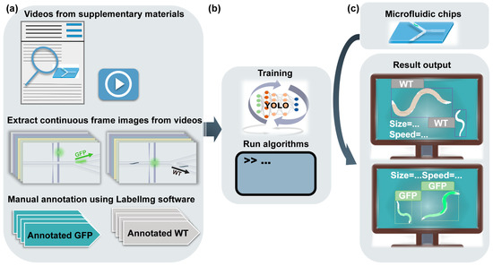 Deep Learning for Microfluidic-Assisted Caenorhabditis elegans Multi ...