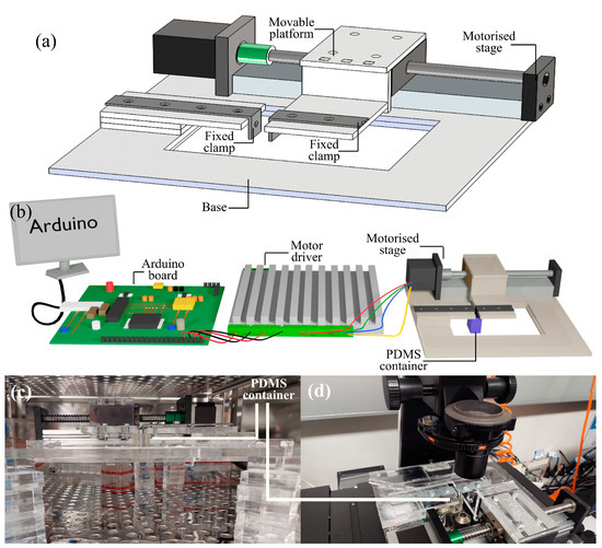 Uniaxial Cyclic Cell Stretching Device for Accelerating Cellular Studies