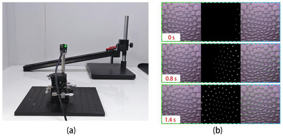 Double-Glued Multi-Focal Bionic Compound Eye Camera