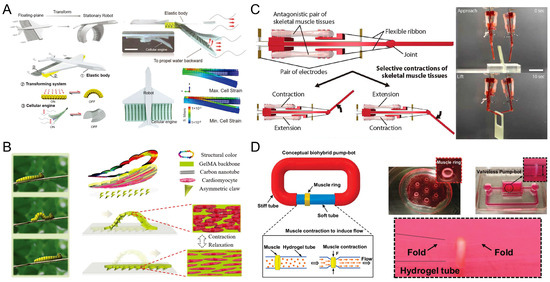 Biohybrid Soft Robots Powered by Myocyte: Current Progress and Future ...